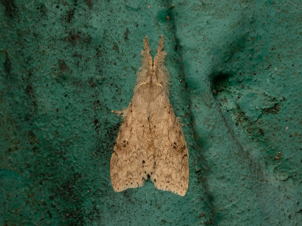 Calliteara angulata from Shuen Wan, Hong Kong on March 13, 2025 at 10: ...