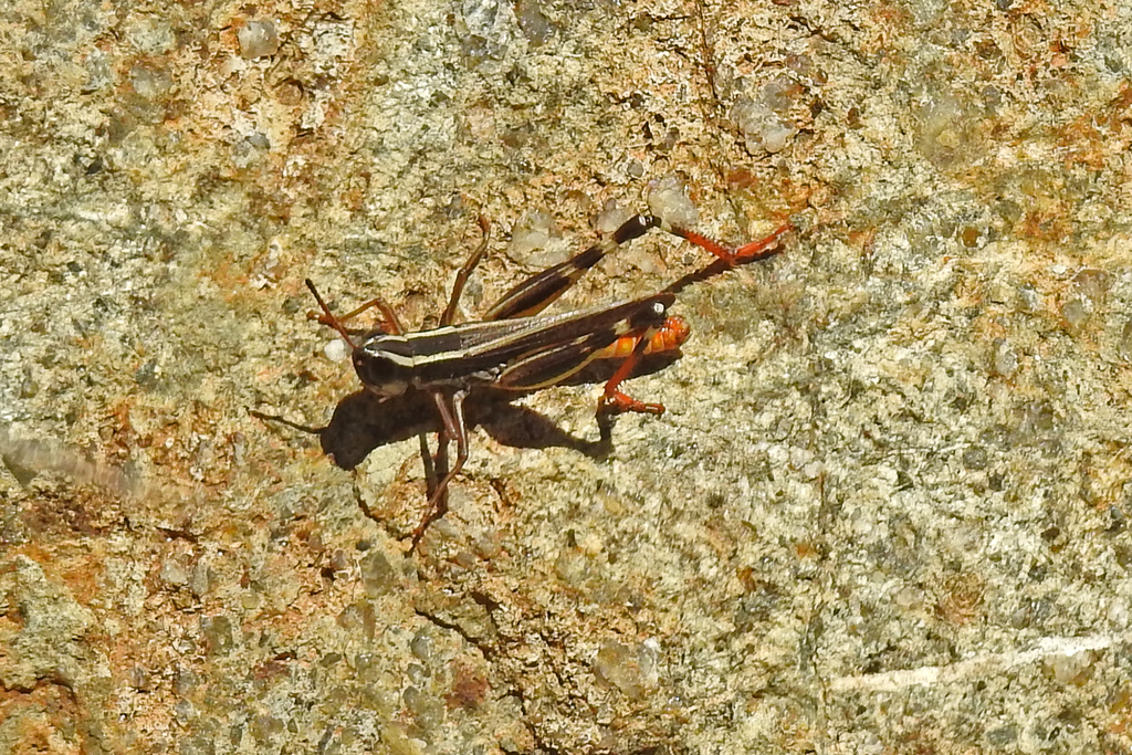 Common Macrotona from Theodore, Tuggeranong, ACT, Australia on March 3 ...