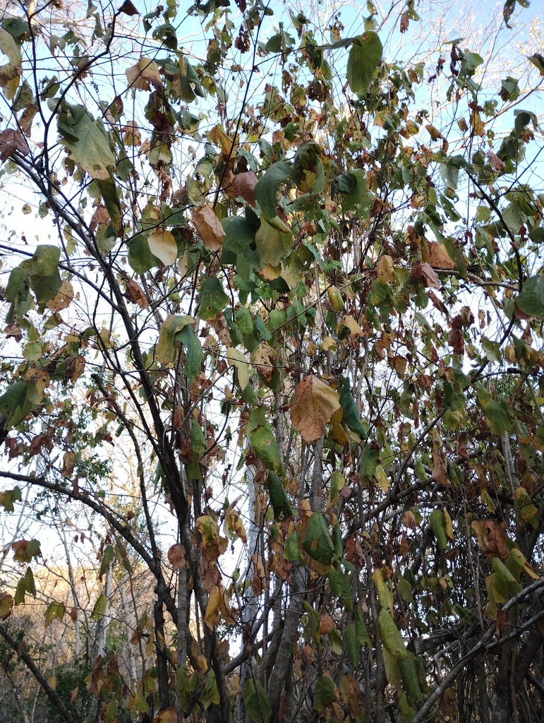 Cordia elaeagnoides from Santa María Huatulco, Oax., México on January ...