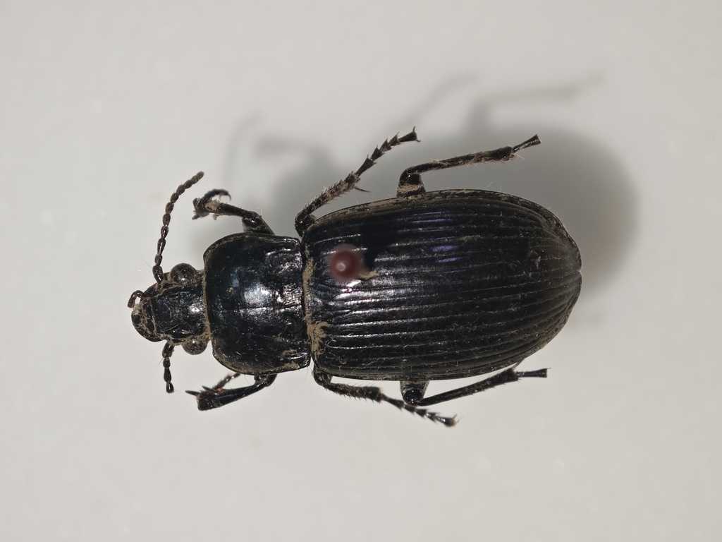 Myas coreanus from 中国湖北省神农架林区 on December 30, 2024 at 09:12 PM by ...