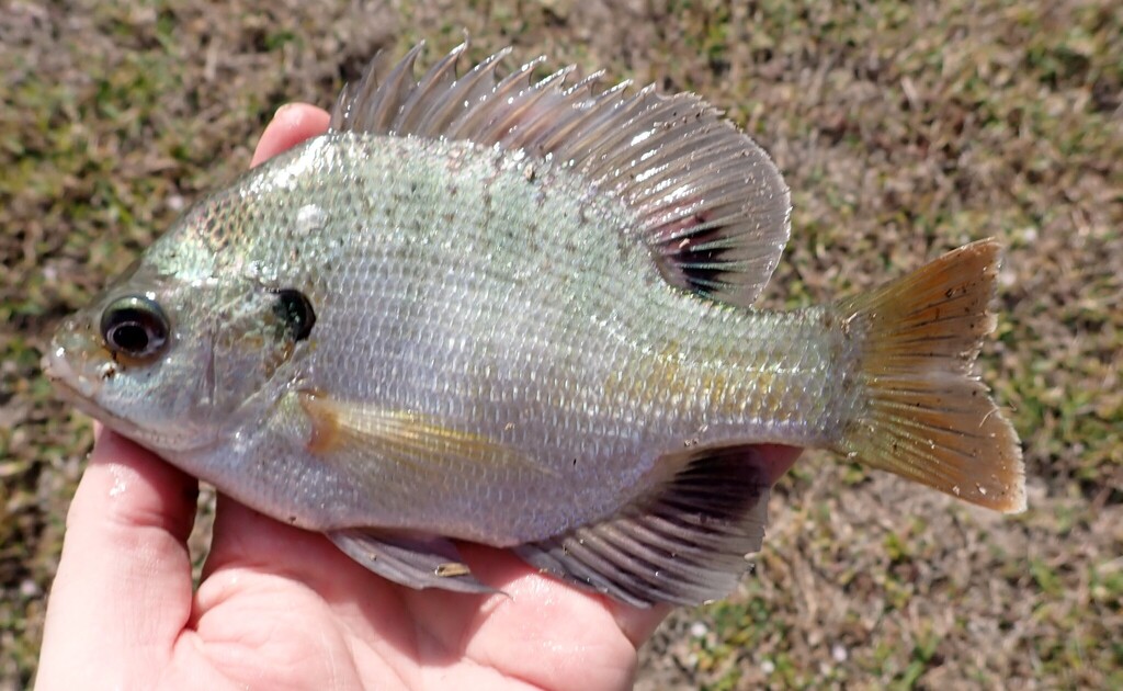 Coppernose Bluegill from Englewood, FL, USA on March 7, 2025 at 09:41 ...