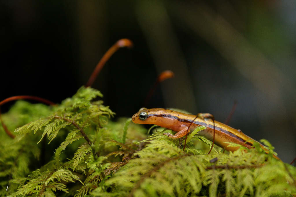 Blue Ridge Two-lined Salamander from Sevier County, TN, USA on November ...