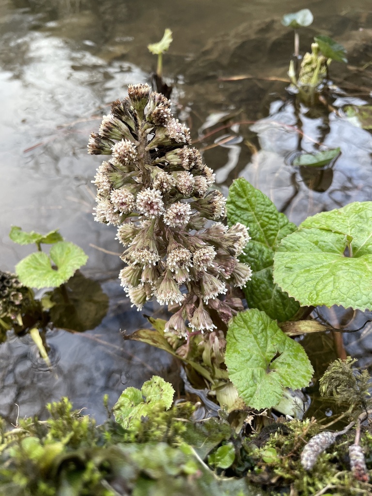 Common Butterbur from River Ure, Ripon, England, GB on March 16, 2025 ...