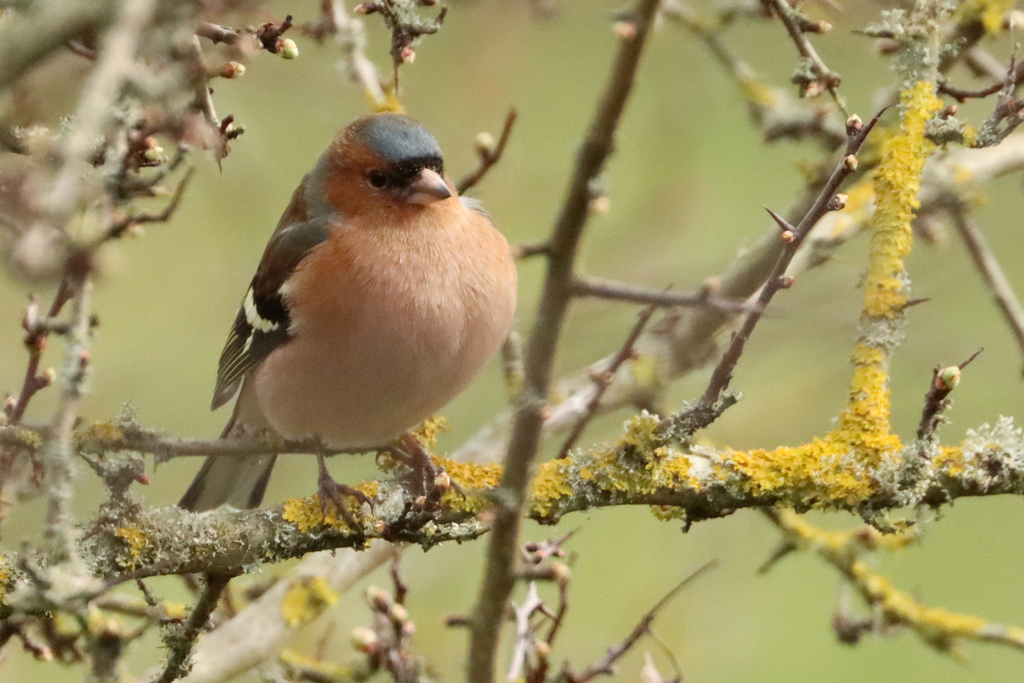 Common Chaffinch from RSPB Old Moor, Wombwell, Bolton upon Dearne ...