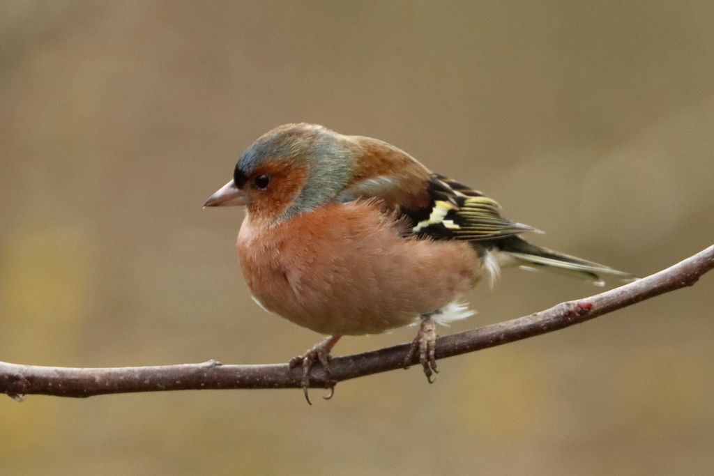 Common Chaffinch from RSPB Old Moor, Wombwell, Bolton upon Dearne ...