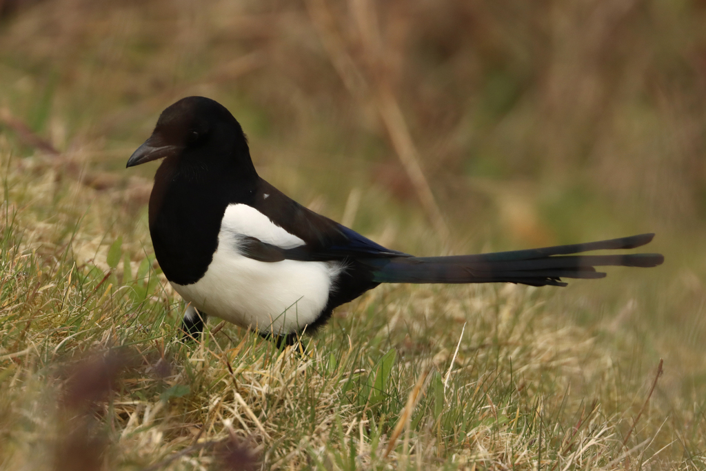 Eurasian Magpie from RSPB Old Moor, Wombwell, Bolton upon Dearne ...