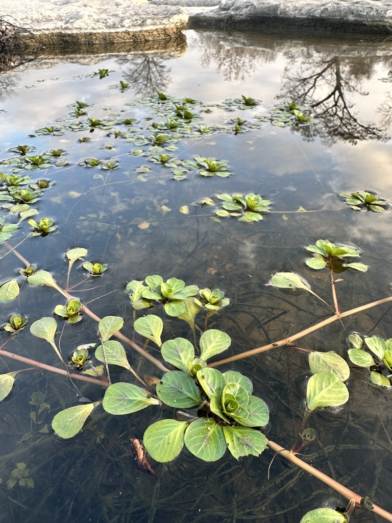 floating primrose-willow from Bluff Springs, Austin, TX, USA on January ...