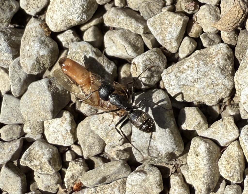 Eastern Black Carpenter Ant from Highlands-Perkins, Baton Rouge, LA, US ...