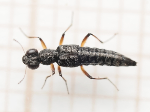 Stenus lustrator · iNaturalist