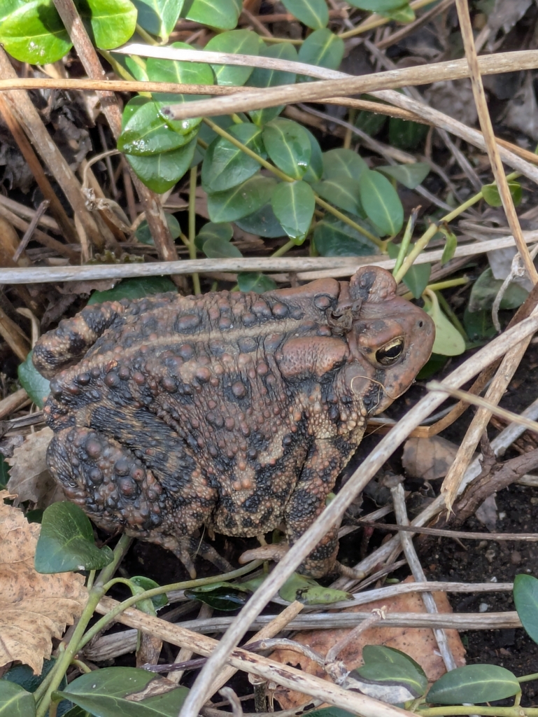 American Toad from Allison Park, PA, USA on March 16, 2025 at 03:27 PM ...