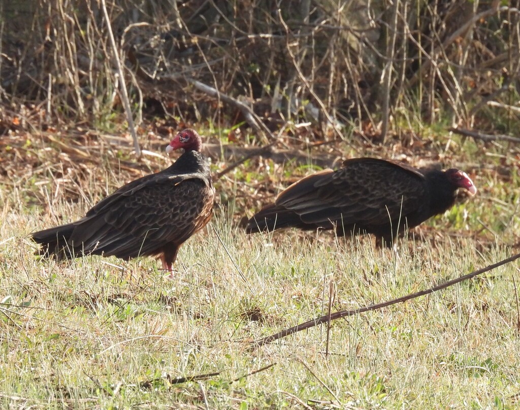 Turkey Vulture from Co. Rd. 275, Lauderdale County, AL, USA on March 16 ...