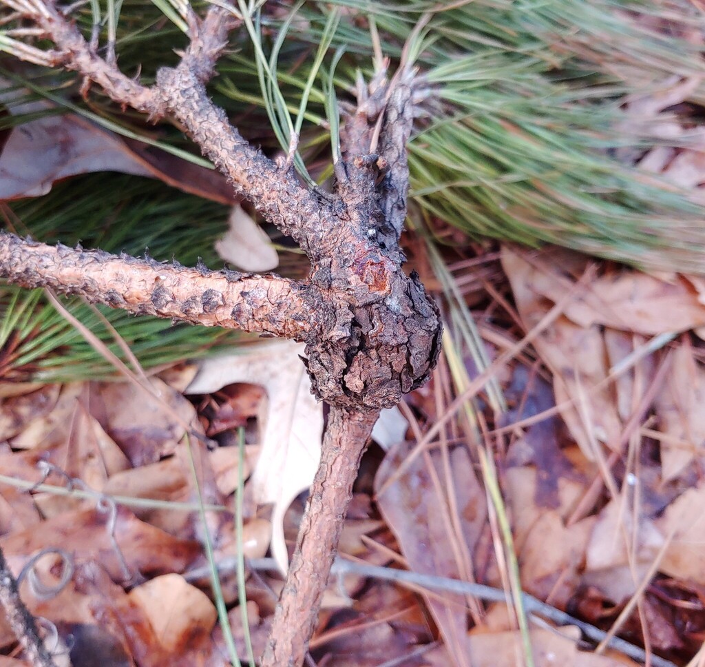 Pine-oak gall rust from Mountain Park, GA, USA on March 16, 2025 at 11: ...