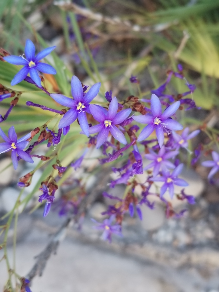 Bainskloof Bushiris from Tweede Tol, S33.5697023, E19.1382486 R301 ...