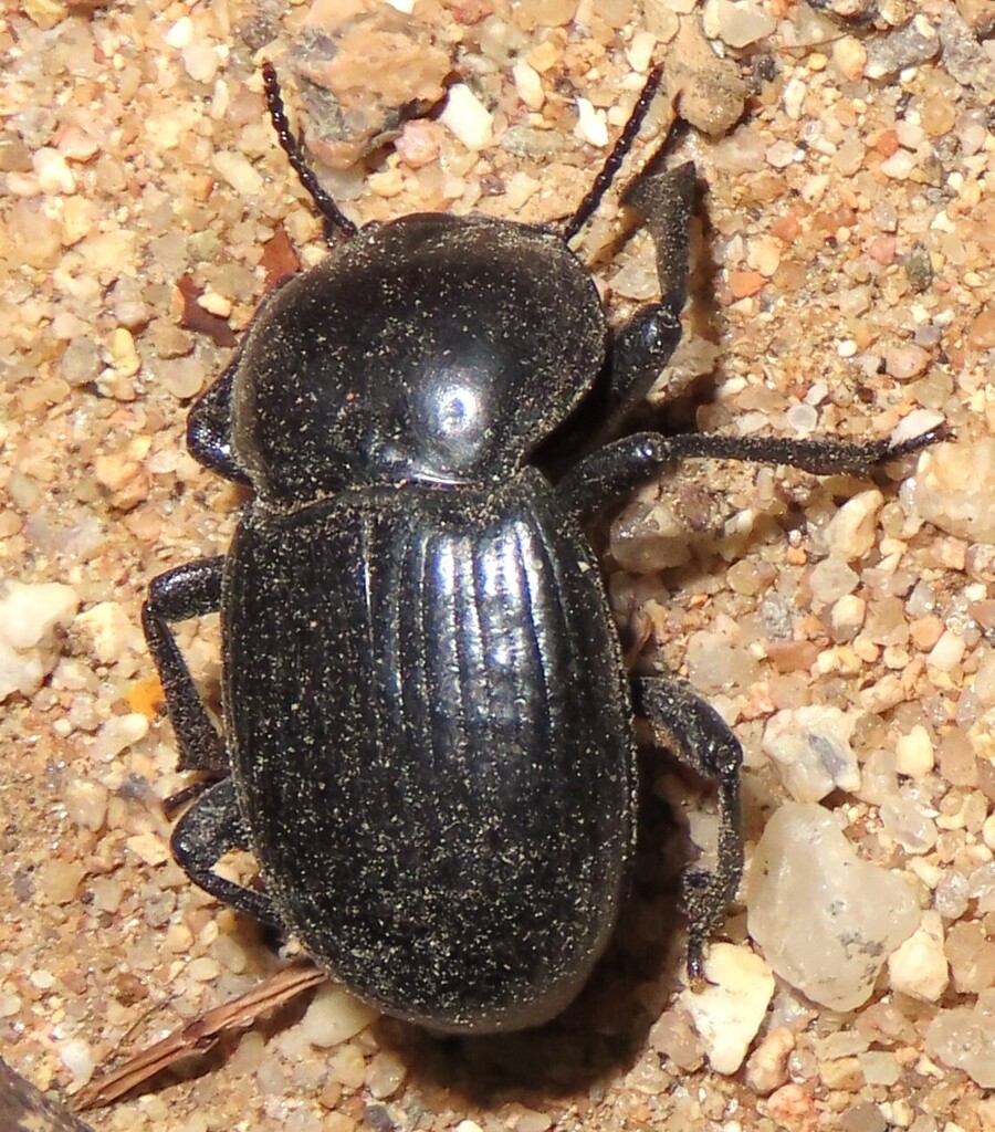 Blaptinae from D2359, Uis, Namibia on February 16, 2025 at 08:20 PM by ...