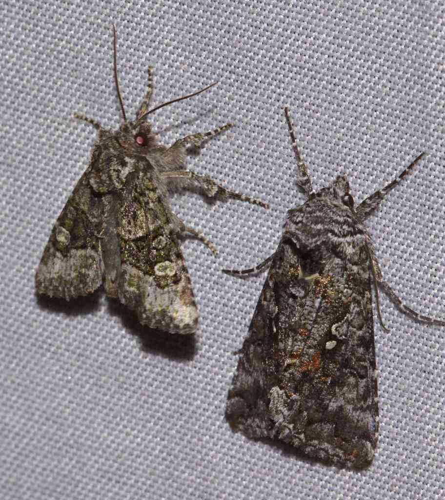Olive Arches Moth from 478 rue Beach, Metis Beach on August 6, 2019 at ...