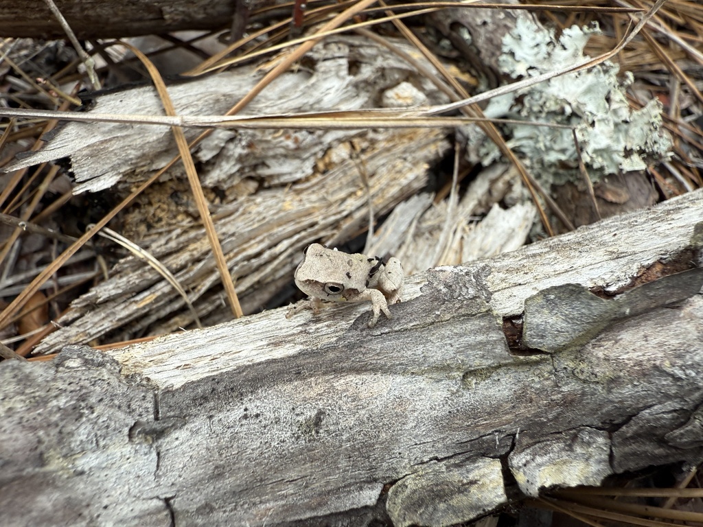 Spring Peeper from Croatan National Forest, Newport, NC, US on March 16 ...