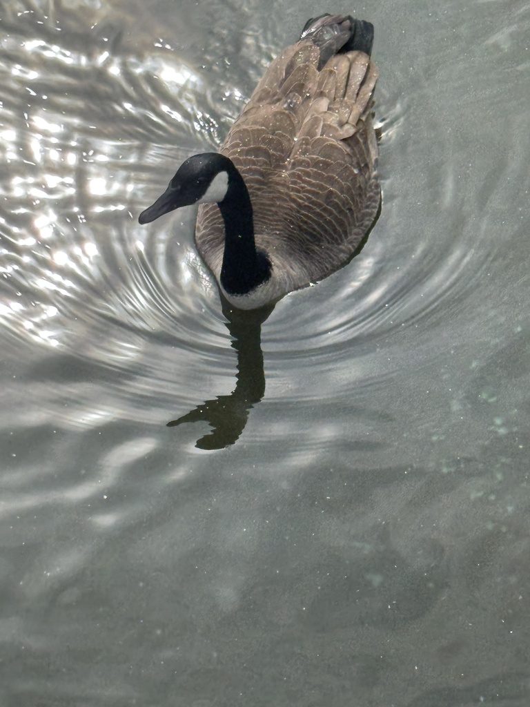 Canada Goose from North Pond, Chicago, IL, US on March 16, 2025 at 02: ...