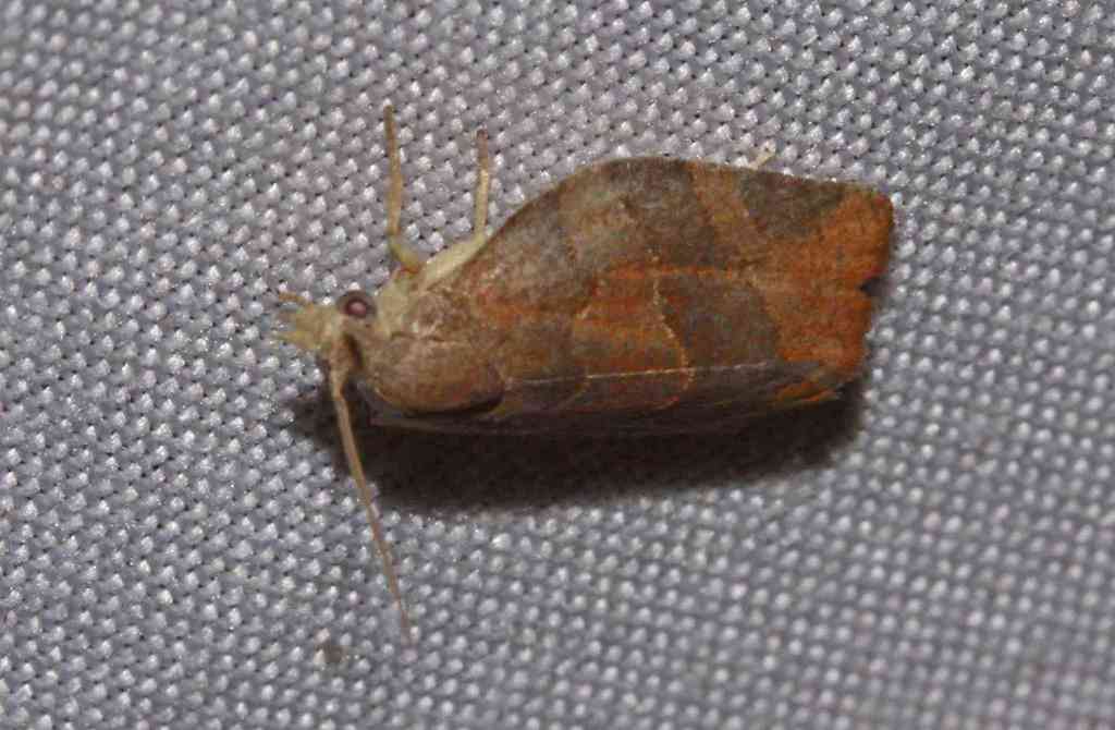 Three-lined Leafroller Moth from 478 rue Beach, Metis Beach on August 6 ...