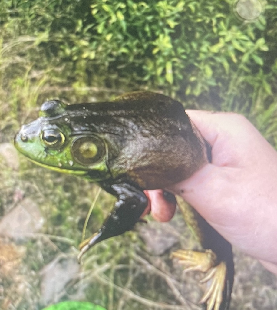 American Bullfrog from Highway 60, Algonquin Highlands, ON, CA on May ...