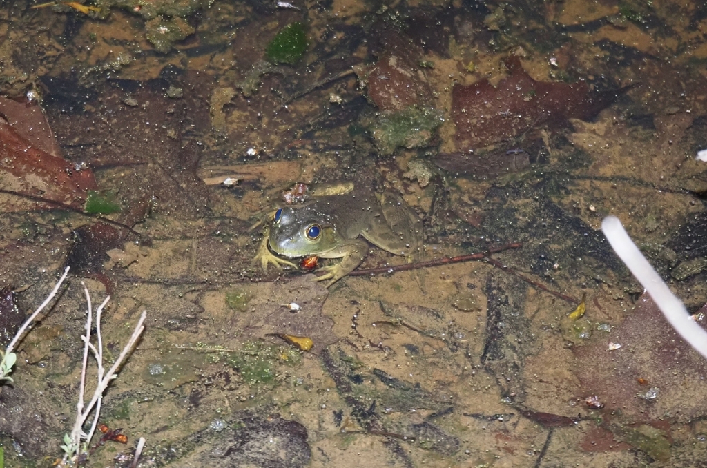 American Bullfrog from Fayetteville, AR, USA on March 14, 2025 at 02:38 ...