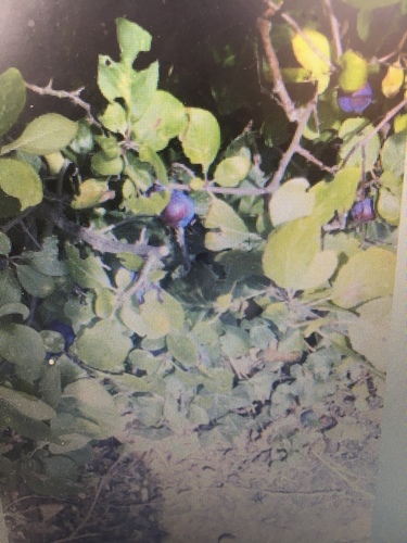 Observations by pendiz · iNaturalist