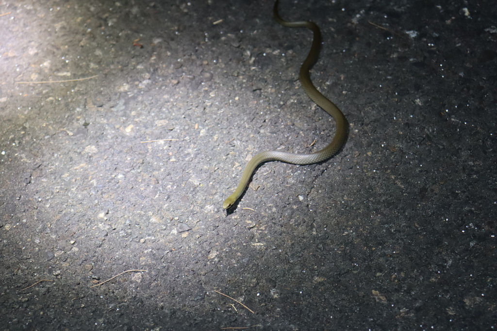 Marsh Snake from Ku-ring-gai Chase NSW 2084, Australia on March 16 ...
