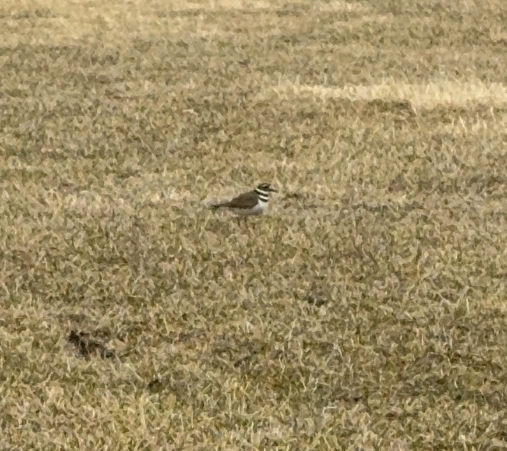 Killdeer from Little Canada, MN, US on March 15, 2025 at 02:17 PM by ...