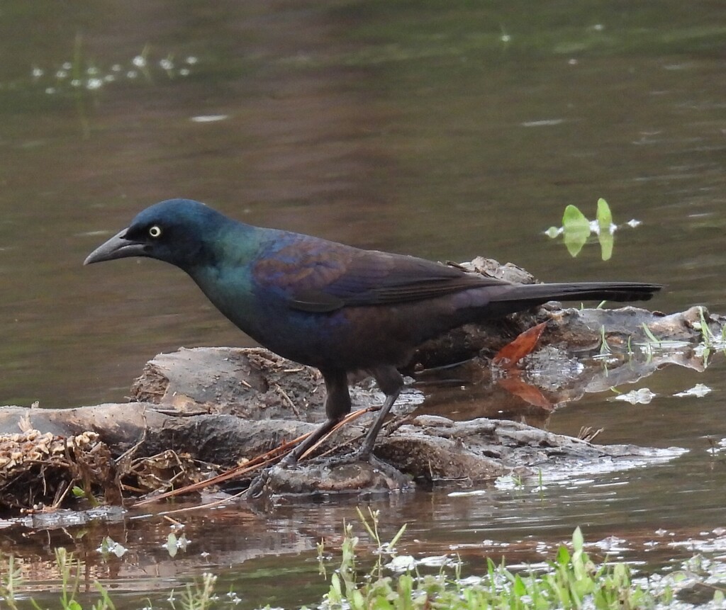 Common Grackle from McFarland Park, Florence, Lauderdale Co., AL, USA ...
