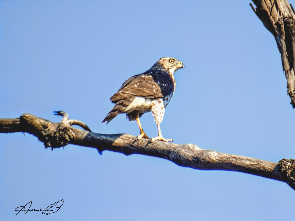 Cooper's Hawk from Bosque de San Juan de Aragón by Amin · iNaturalist