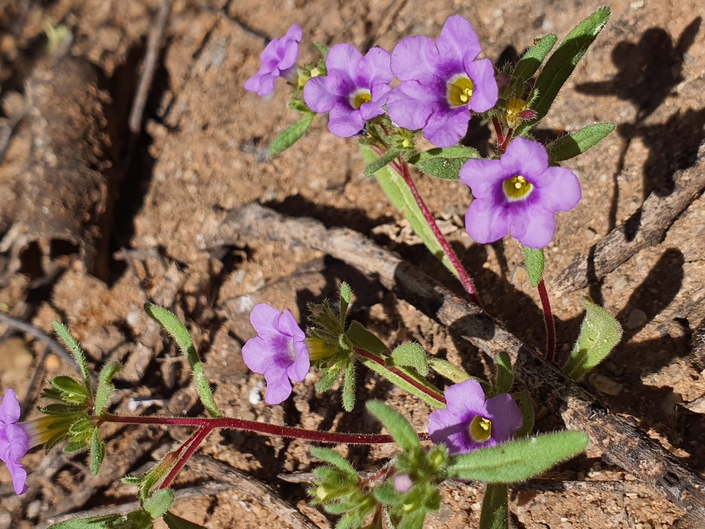 rough nama from Carbó, Son., MX on January 31, 2020 at 11:38 AM by ...