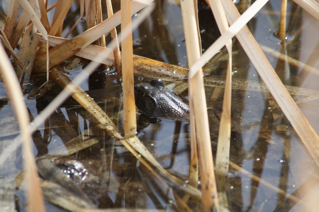 American Bullfrog from Adams County, CO, USA on March 16, 2025 at 02:28 ...