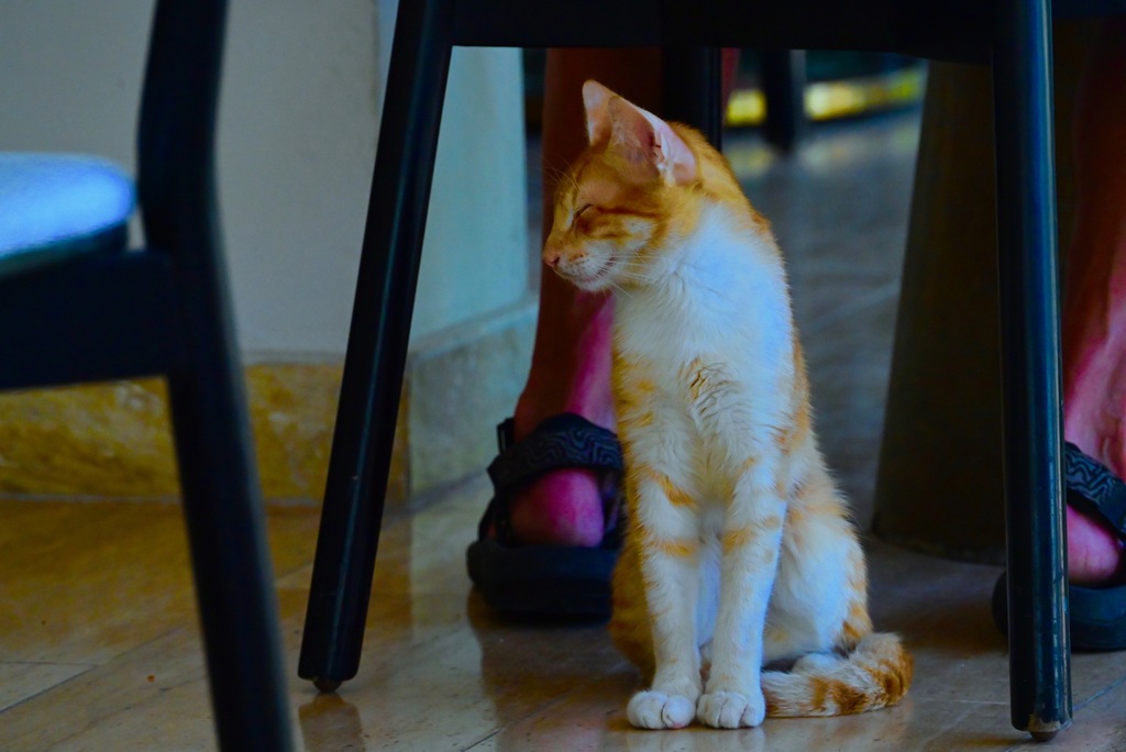 Domestic Cat from Bávaro, 23000 Punta Cana, Dominican Republic on March ...