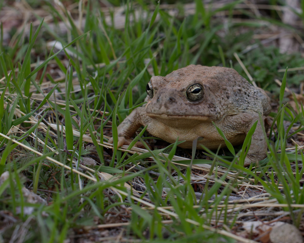 Arizona Toad in March 2025 by Stanley Wood · iNaturalist