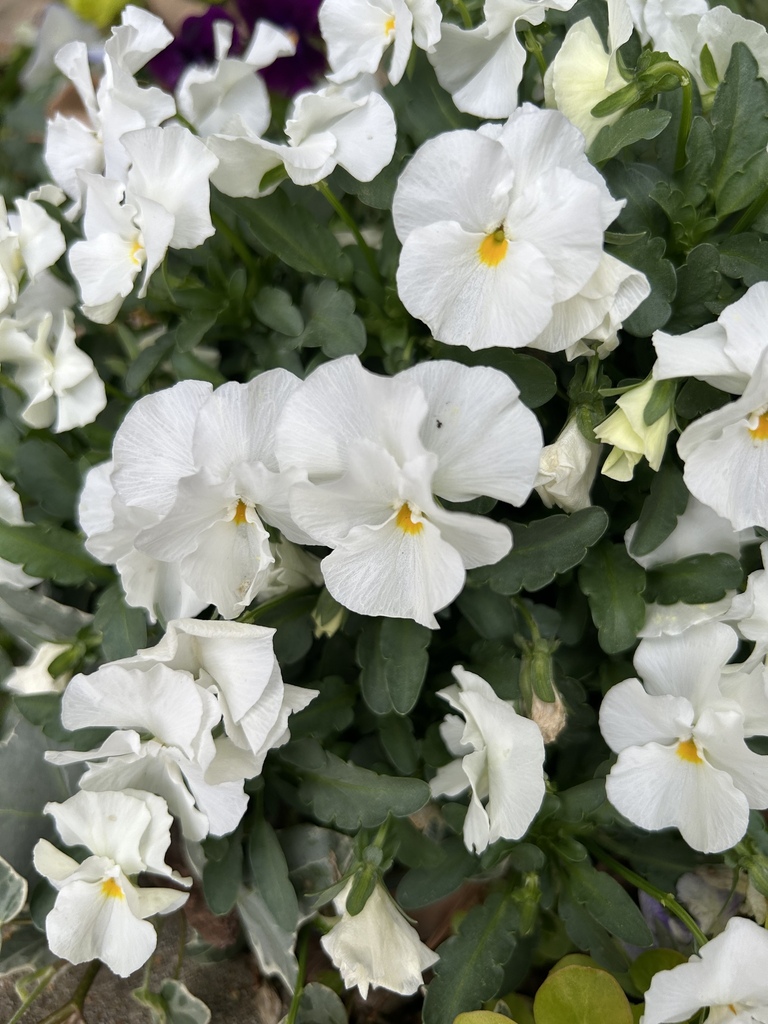 Pansies from Atlanta Botanical Garden, Atlanta, GA, US on March 16 ...