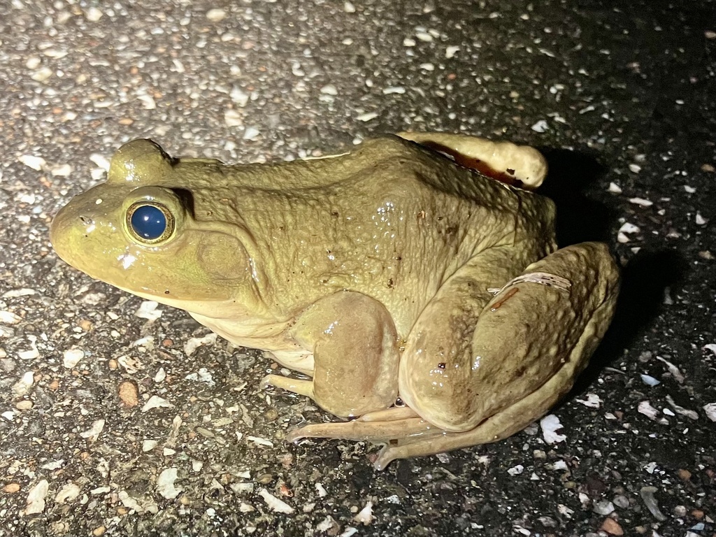 American Bullfrog from Cuyahoga Valley National Park, Brecksville, OH ...