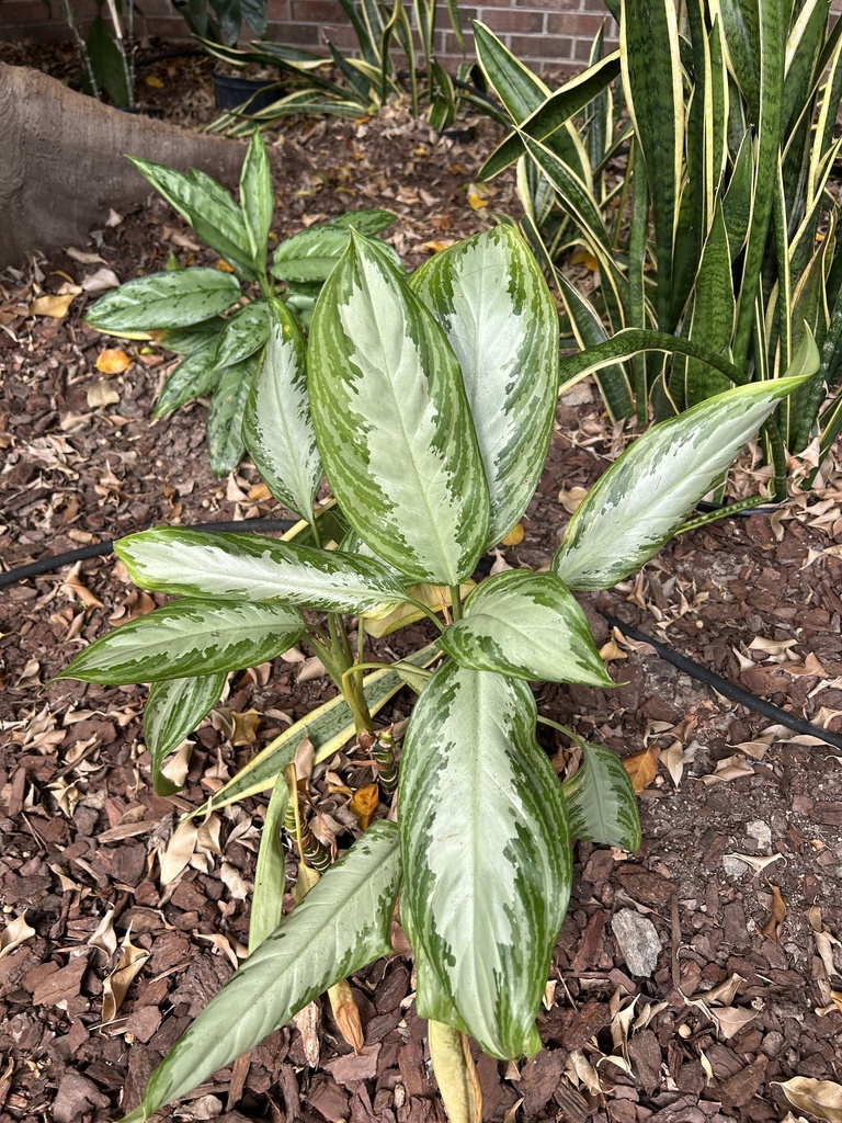 Philippine evergreen from Courtland St NE, Atlanta, GA, US on March 16 ...