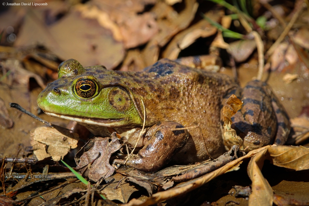 American Bullfrog from Dahlonega, GA 30533, USA on March 16, 2025 at 01 ...