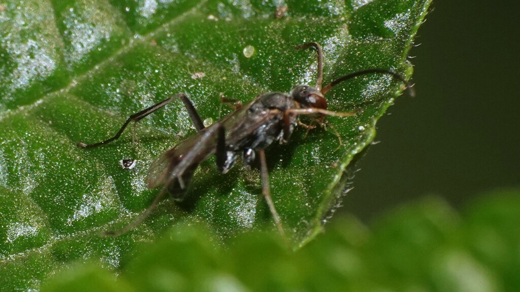 Pepsinae from Mahim Nature Park on March 15, 2025 at 10:26 AM by Dinesh ...