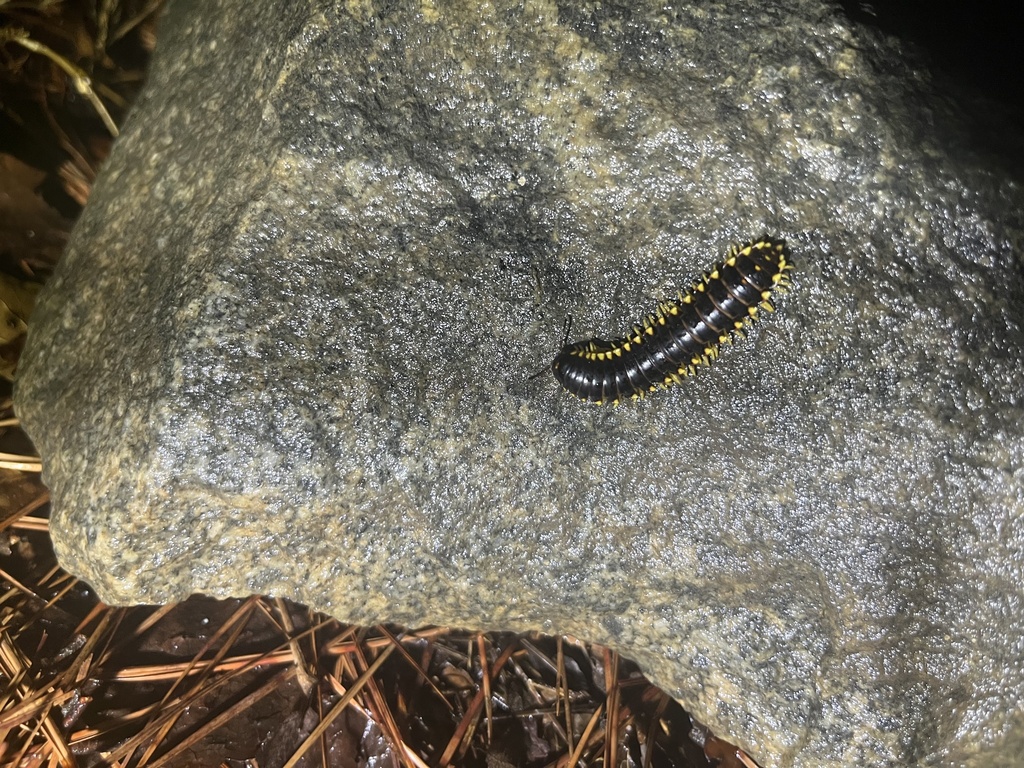 Yellow-and-black Flat Millipede from Trefoil Ln, Fuquay-Varina, NC, US ...