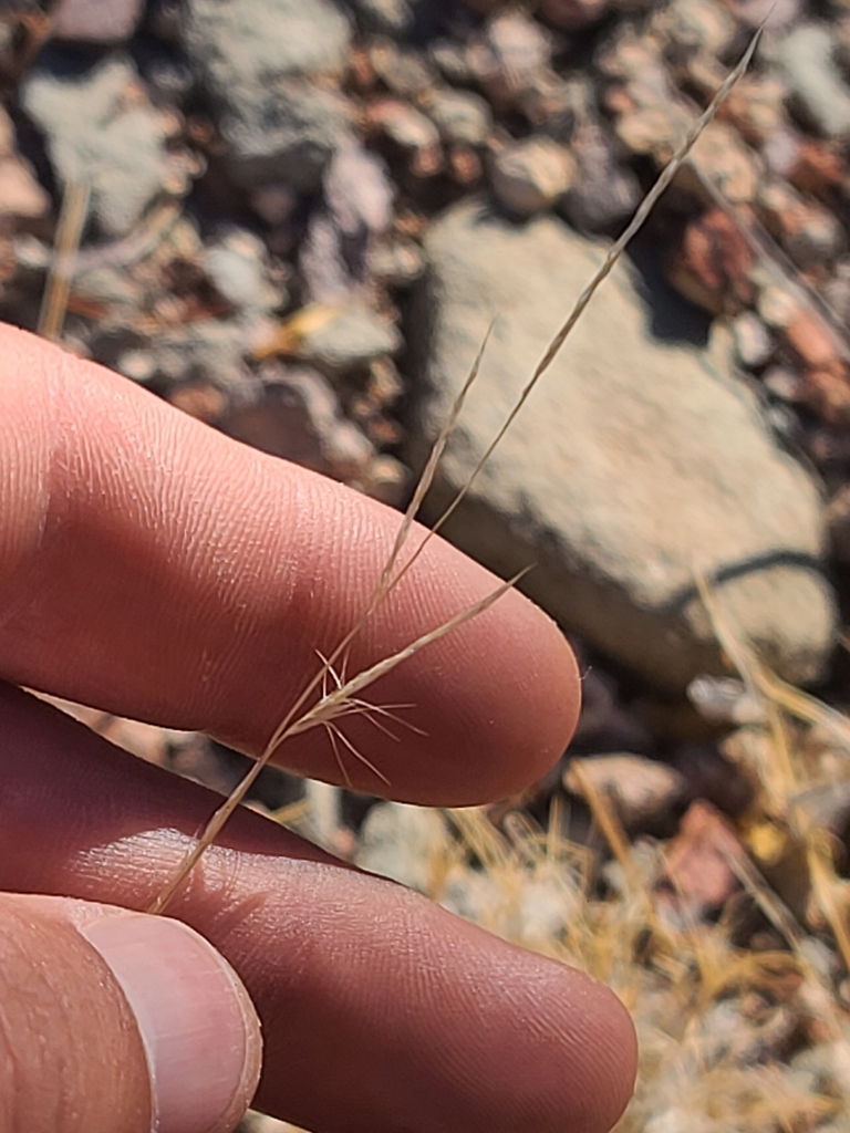 Red Grama from Pima County, US-AZ, US on March 16, 2025 at 09:03 AM by ...
