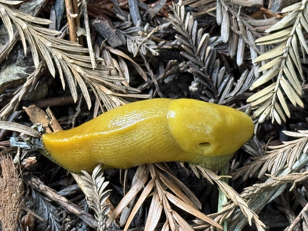 California Banana Slug from Golden Gate National Recreation Area ...