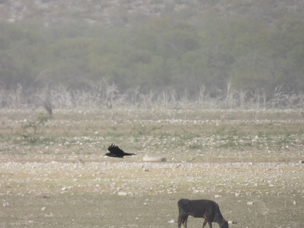 Common Raven from Cuencamé, Dgo., México on March 16, 2025 at 08:59 AM ...