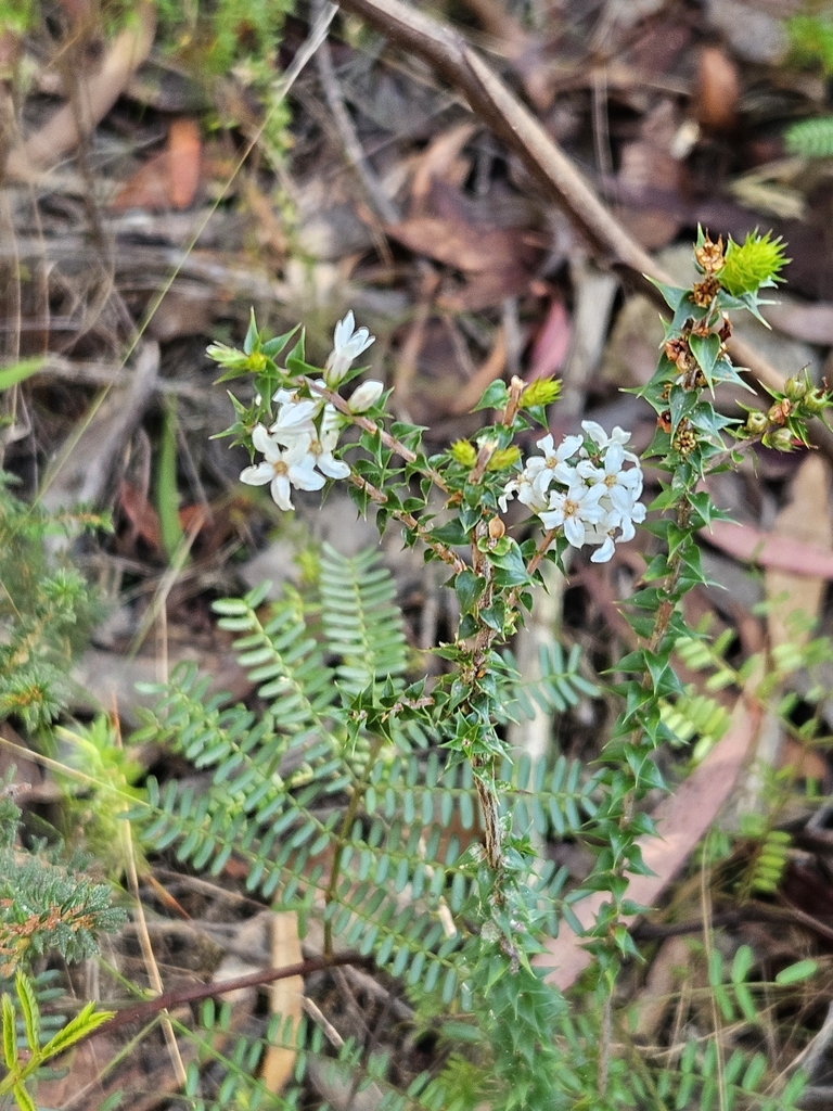 New South Wales Coral Heath from Newnes Plateau NSW 2790, Australia on ...