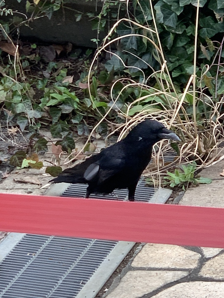 Carrion Crow from Tama Zoological Park, Hino, Tokyo, JP on March 17 ...