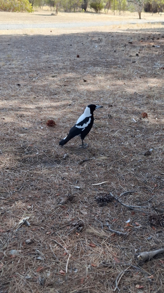 Central White-backed Magpie from Woodcroft SA 5162, Australia on March ...
