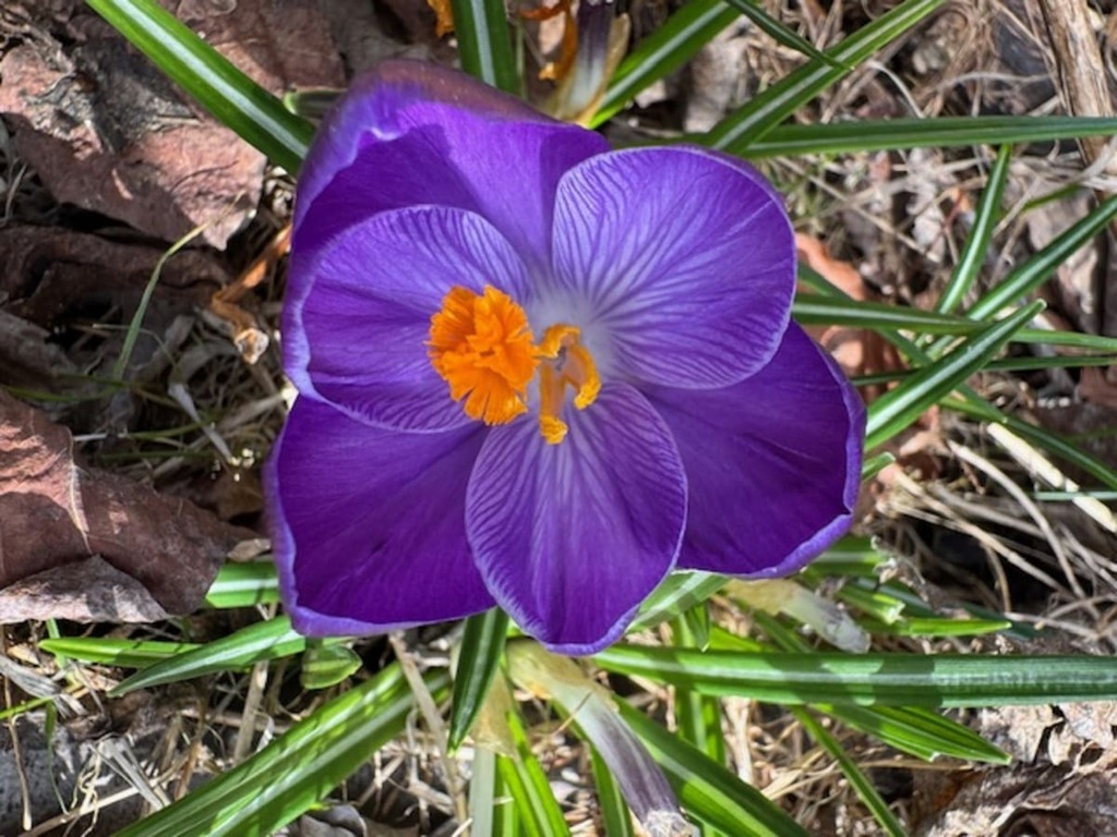 Crocuses in March 2025 by transylvania_nc. ecoEXPLORE Username ...