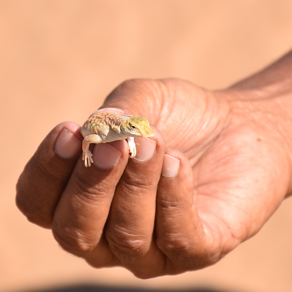Shovel-snouted Lizard from Erongo Region, Namibia on March 16, 2025 at ...