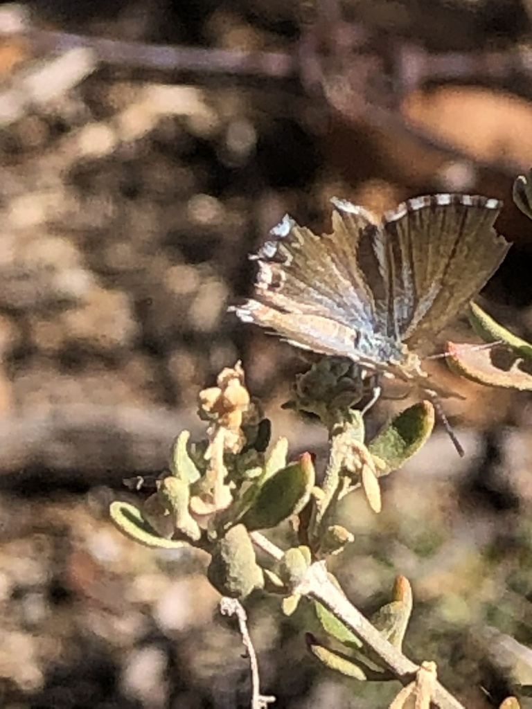 Saltbush Blue from Murray Ward, Black Hill, SA, AU on March 17, 2025 at ...