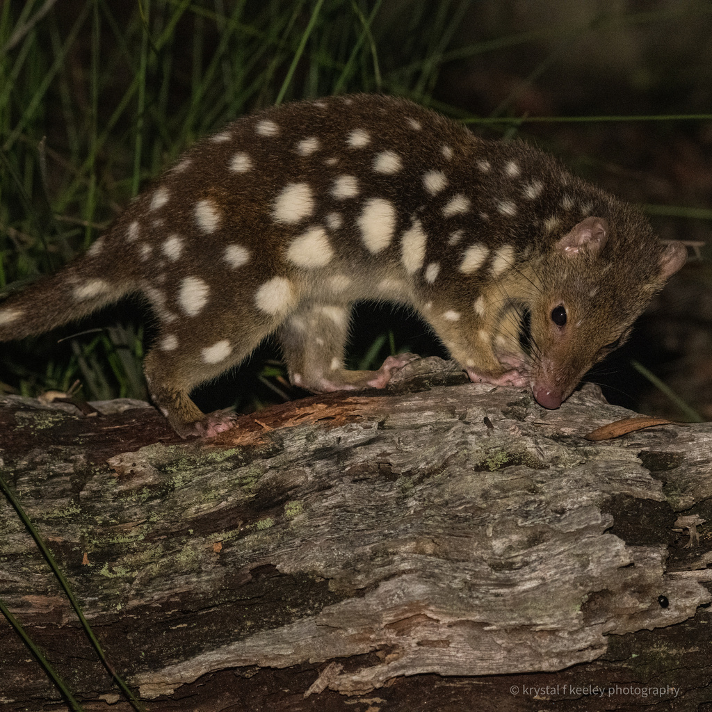 Spotted-tailed Quoll (Southern Subspecies) from Glen Innes Severn, AU ...