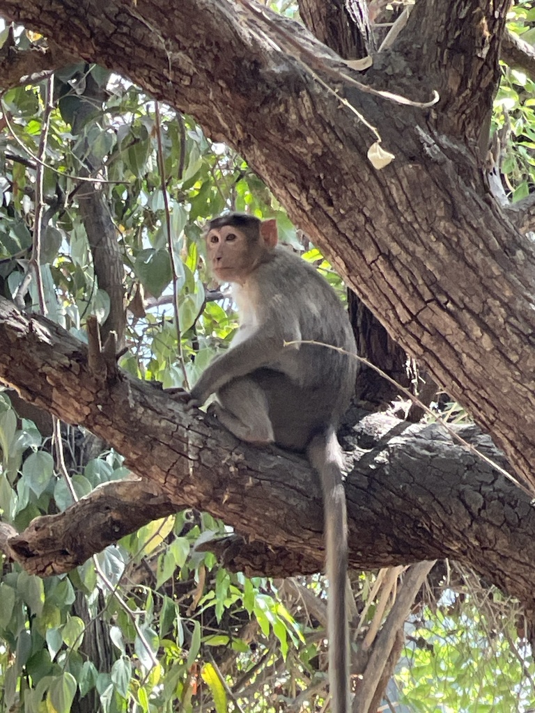 Bonnet Macaque from Deonar, Mumbai, Maharashtra, IN on March 17, 2025 ...